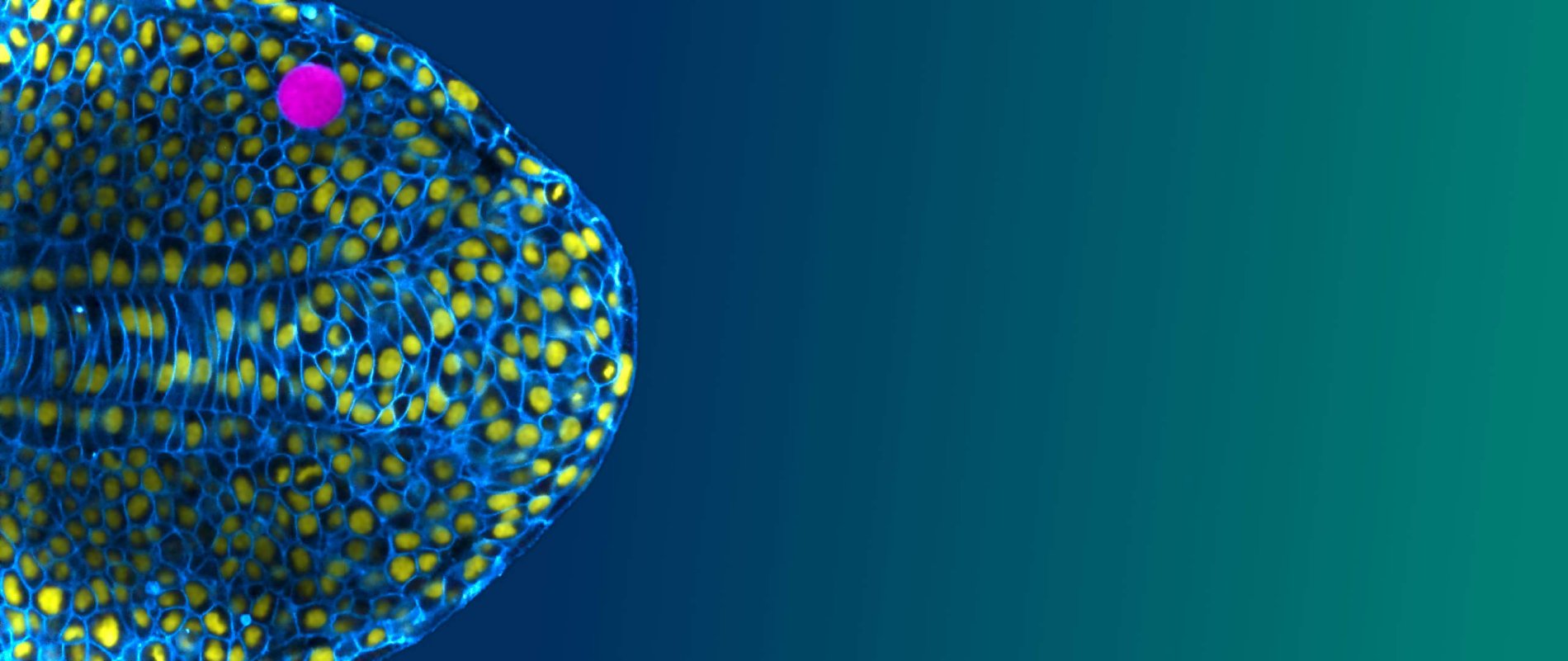 DIPP | Dresden International PhD Program // Home